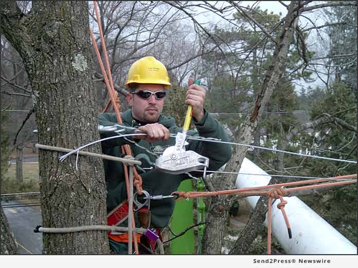 Cabling Weak, Heavy Tree Branches Now Can Prevent Huge Costs Later ...