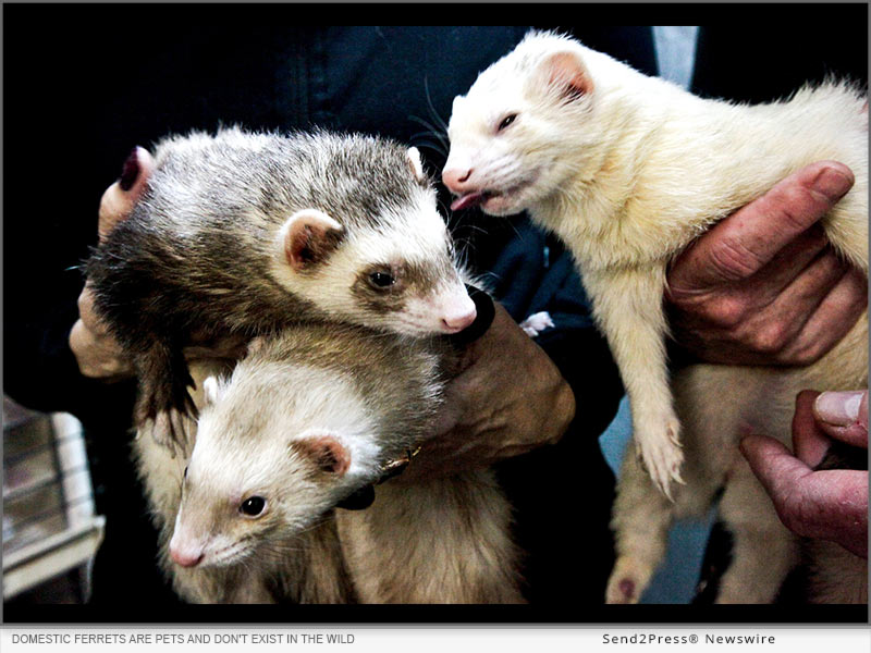 California Ferret Advocates Push Forward – Support Needed for Petition ...